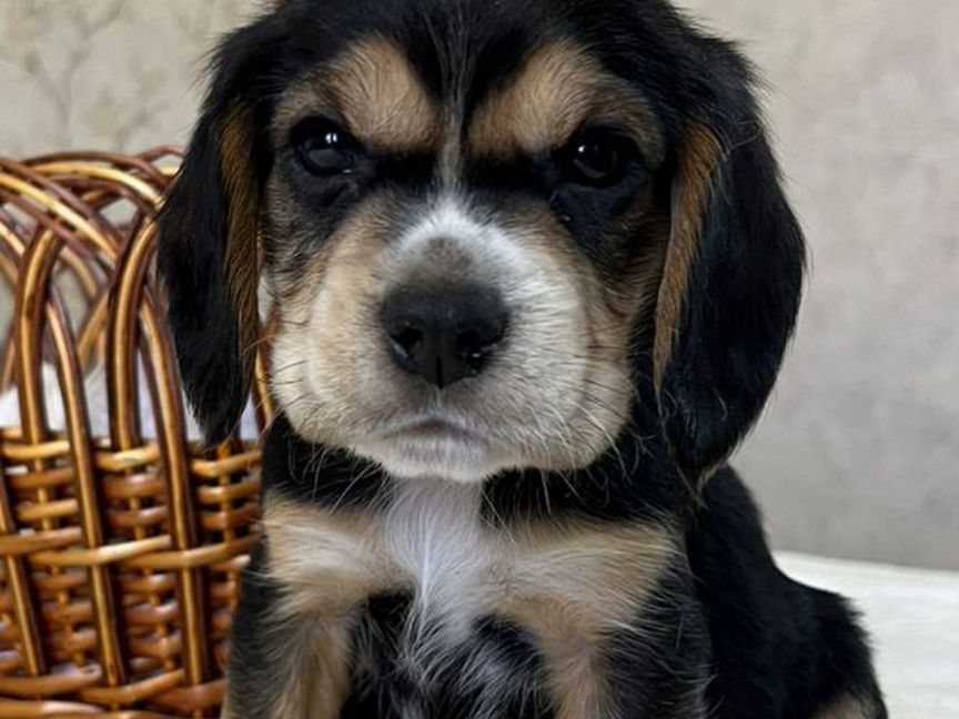 Собаки щенки бигль помесные с англ.кокер спаниелем