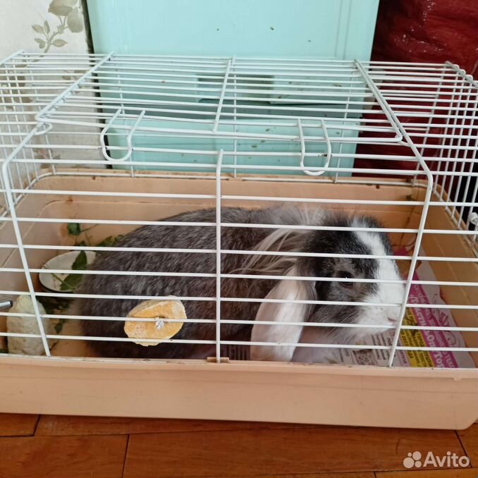 Кролик породистый вислоухий