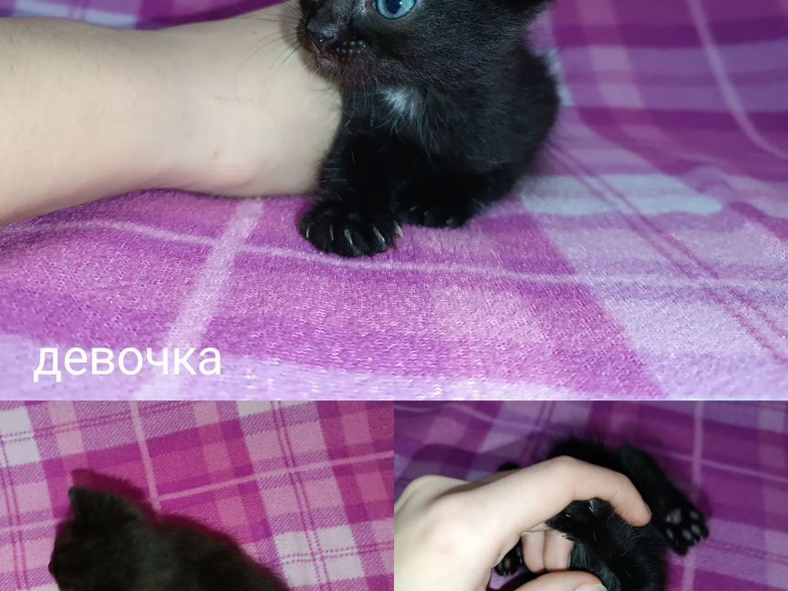 Котята в добрые руки