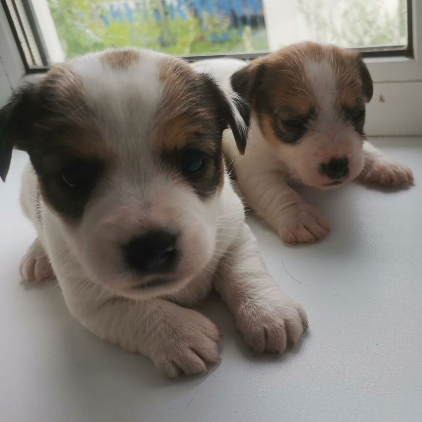 Щенки джек рассел терьер