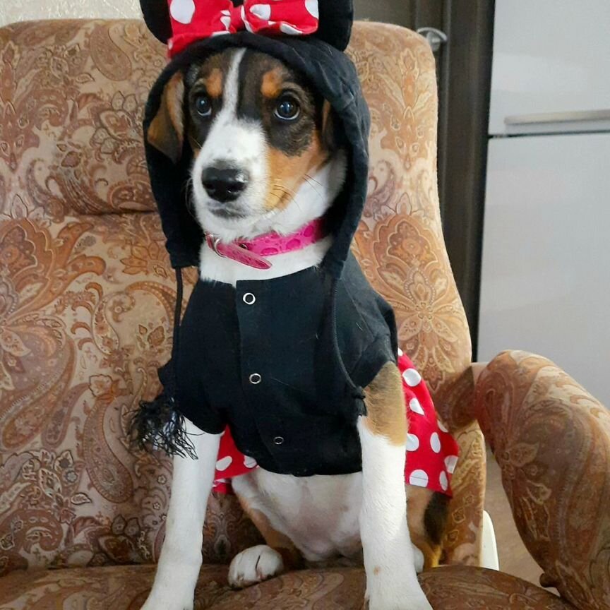 В добрые руки