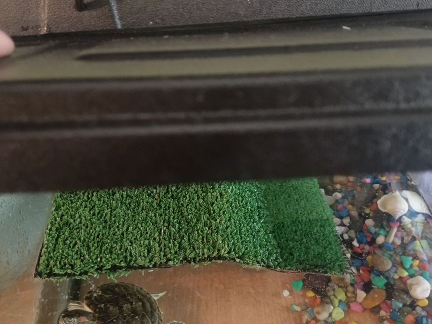 Аквариум с краснухой черепахой