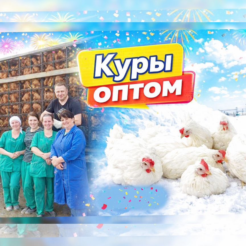 Живые куры породы Доминант