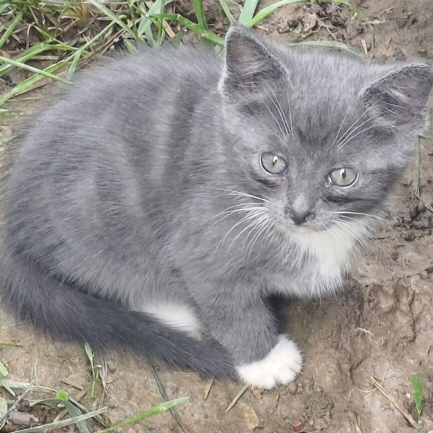Котёнок от частного владельца
