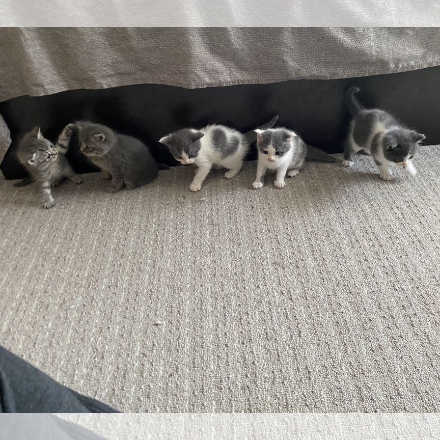 Отдам в добрые руки котят