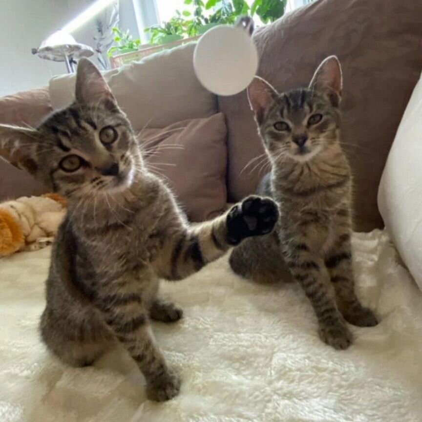 Котики братики полосатые 4 мес в добрые руки