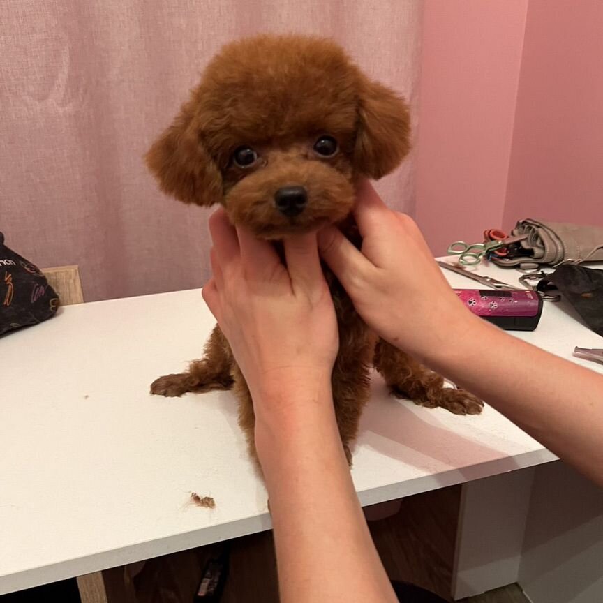 Тедди тикап микро из китая мальчик Армани