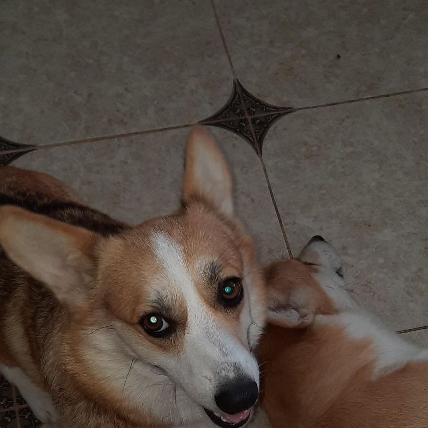 Продаётся корги