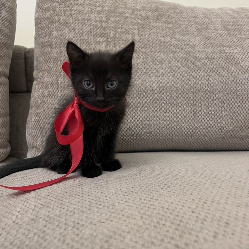 Котик черный