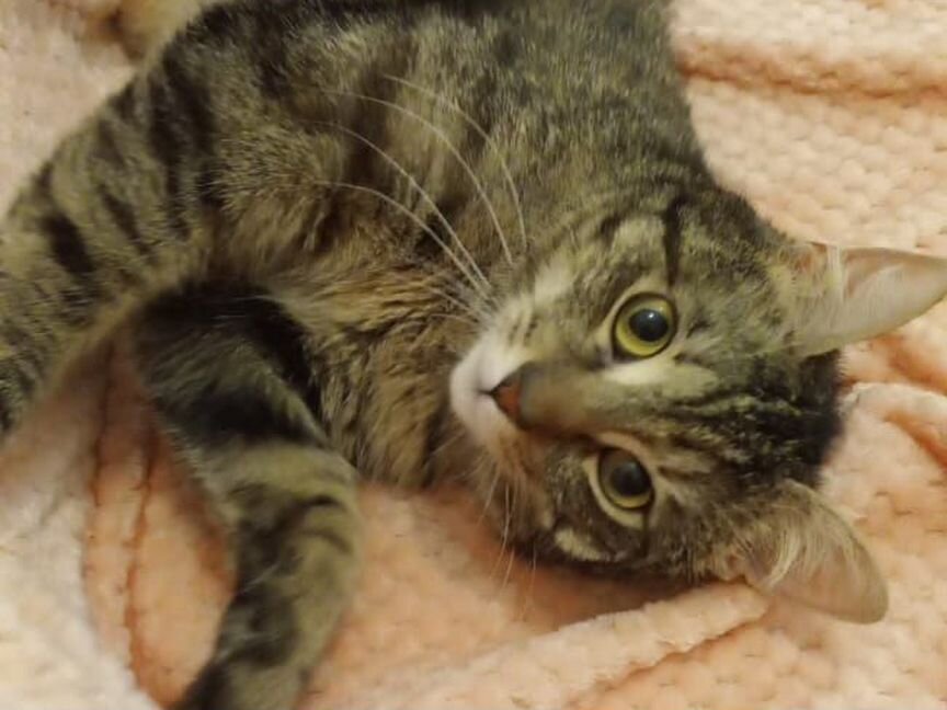 Необыкновенно ласковая кошечка подросток