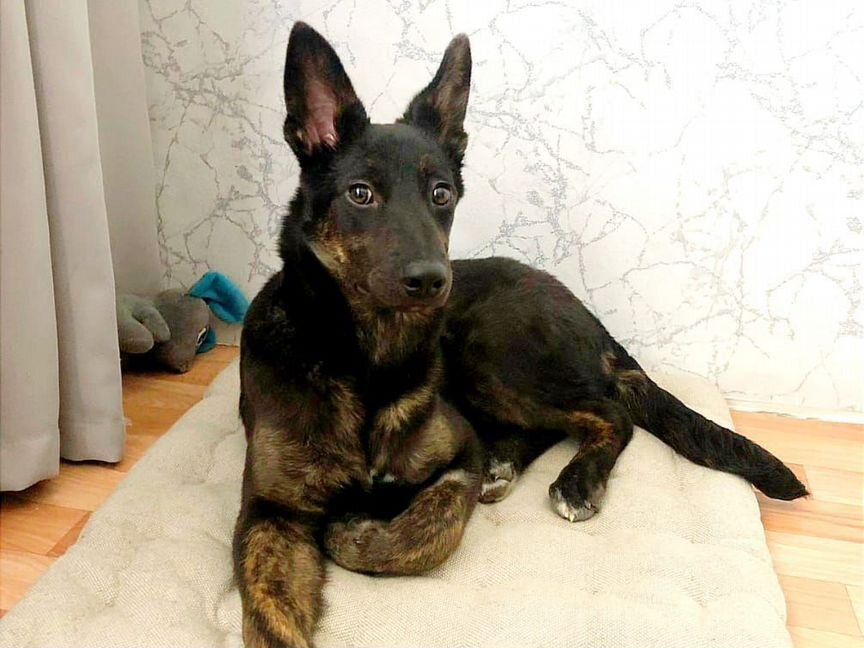 Французская овчарка возможно