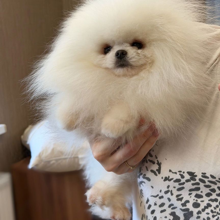 Померанский шпиц, щенок