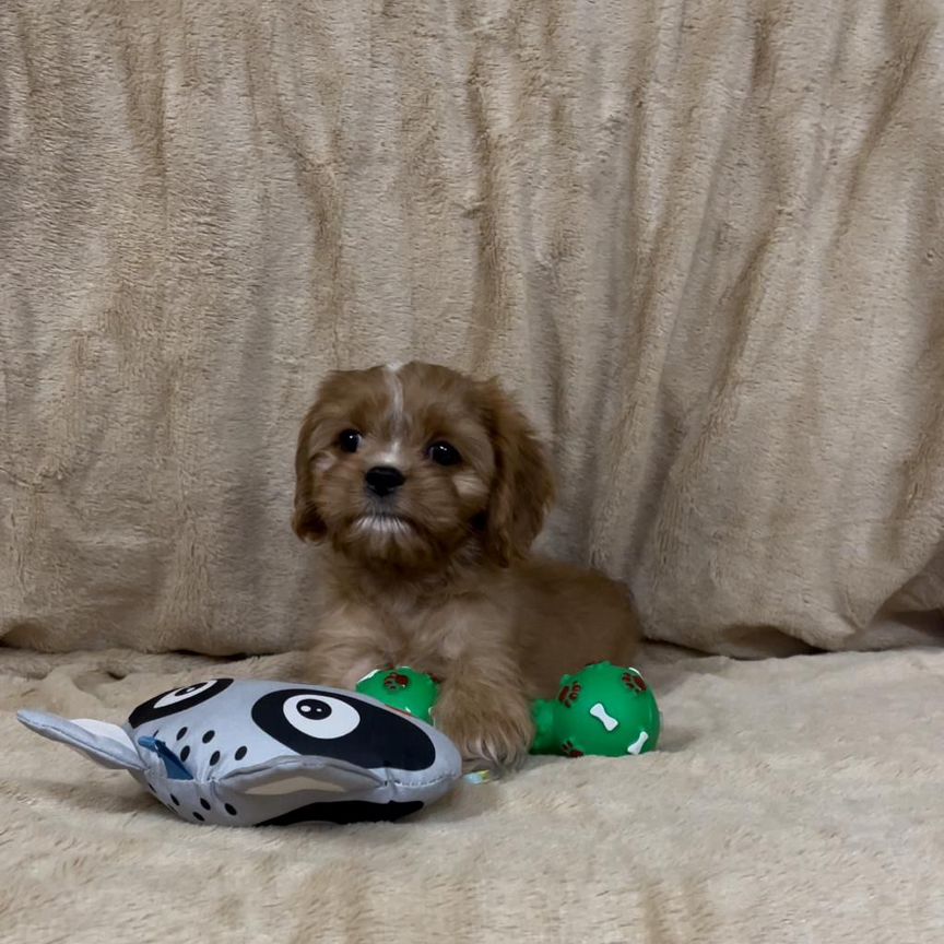 Кавапу мальчик