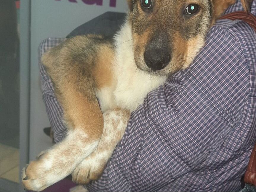 Собаки бесплатно в добрые руки