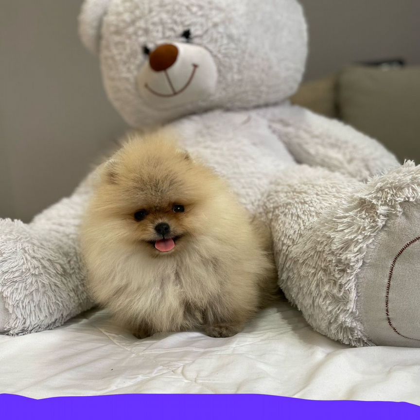 Мини померанский шпиц медвежьего типа