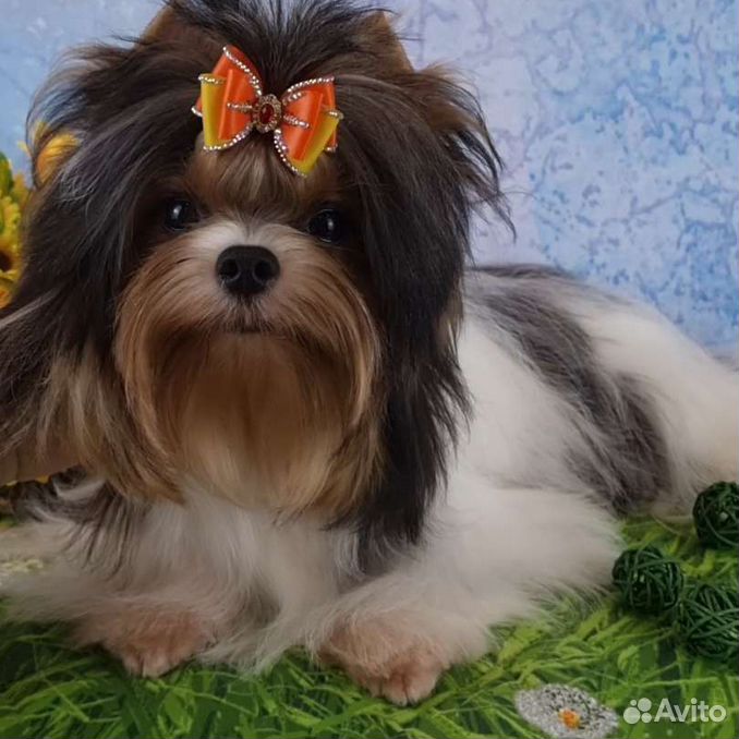 Шикарная девочка Бивер