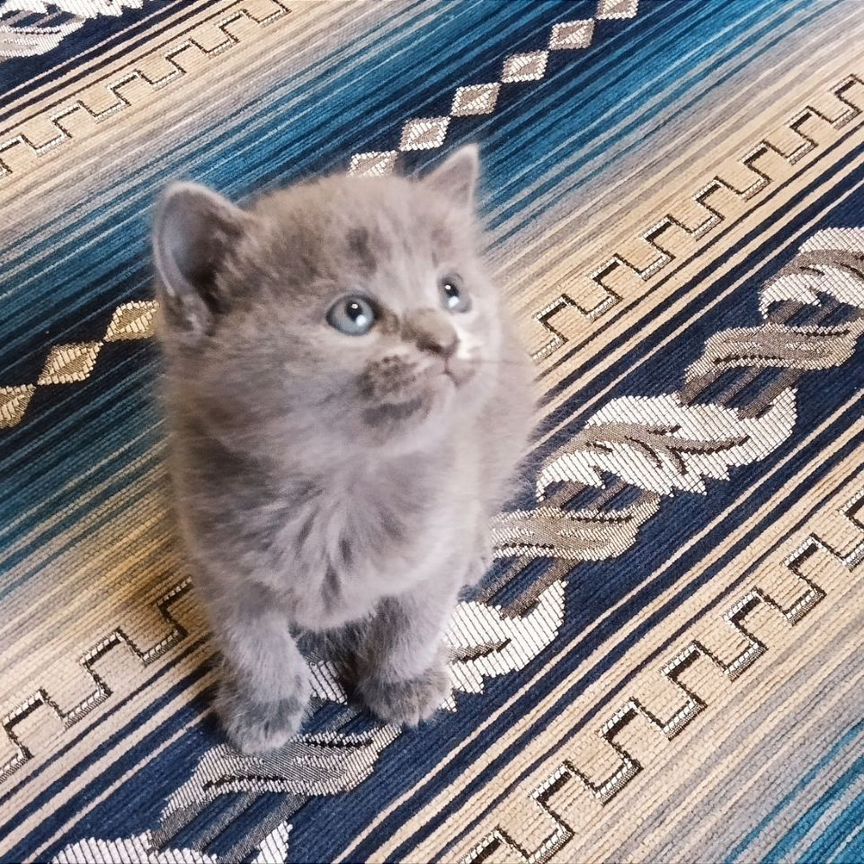 Игривый британец мальчик
