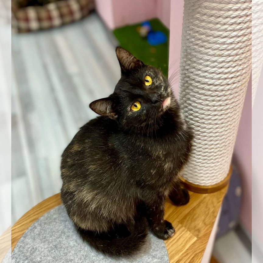Невероятная космическая Кошка Звёздное небо
