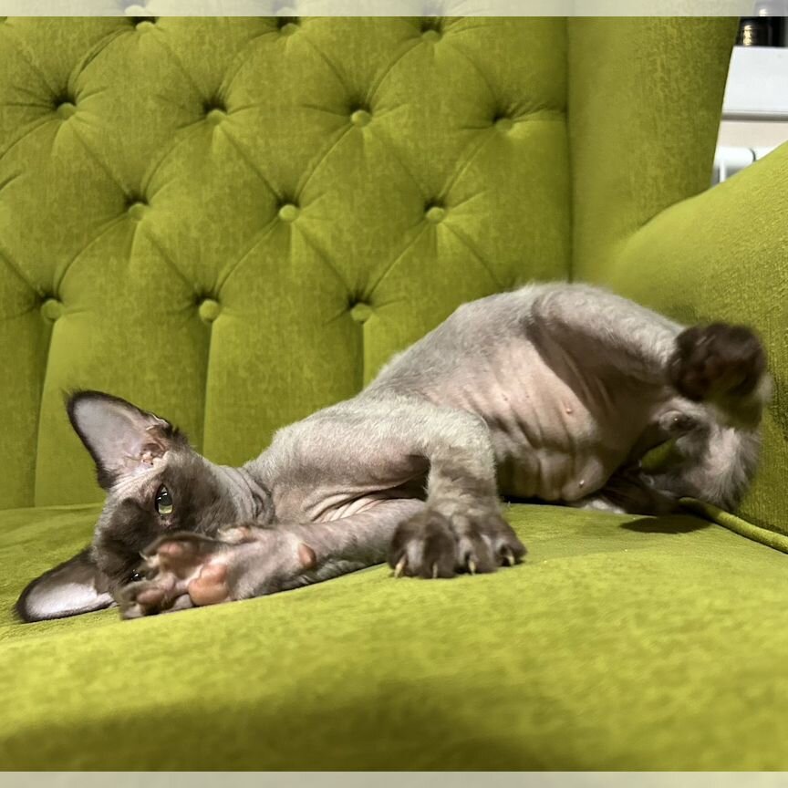 Девон-рекс котёнок