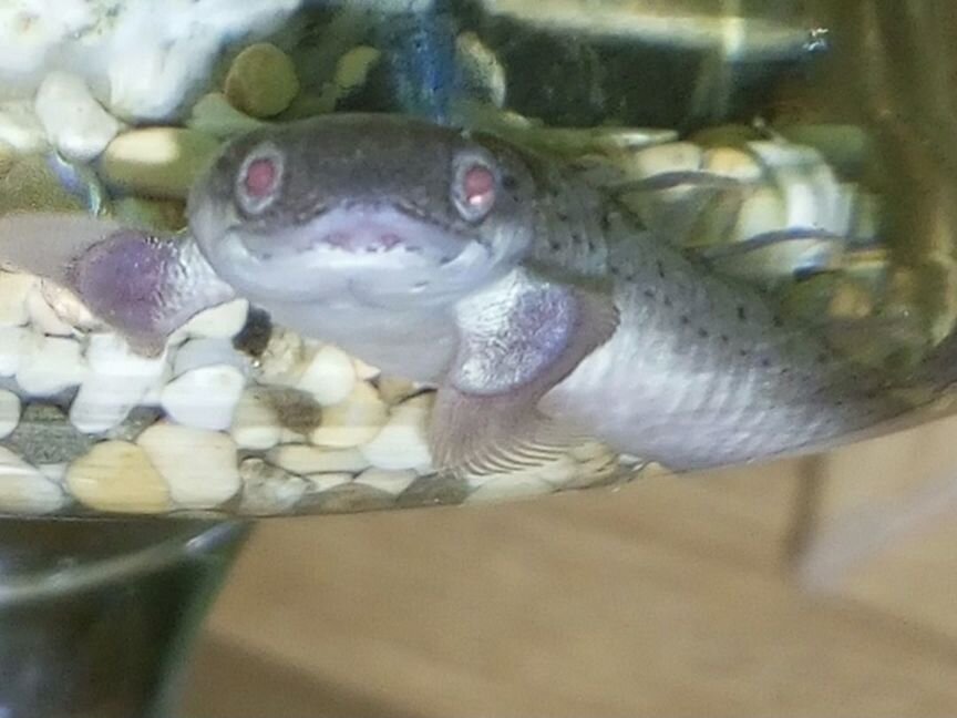 Ваза с домашним цветком циперус и с рыбками