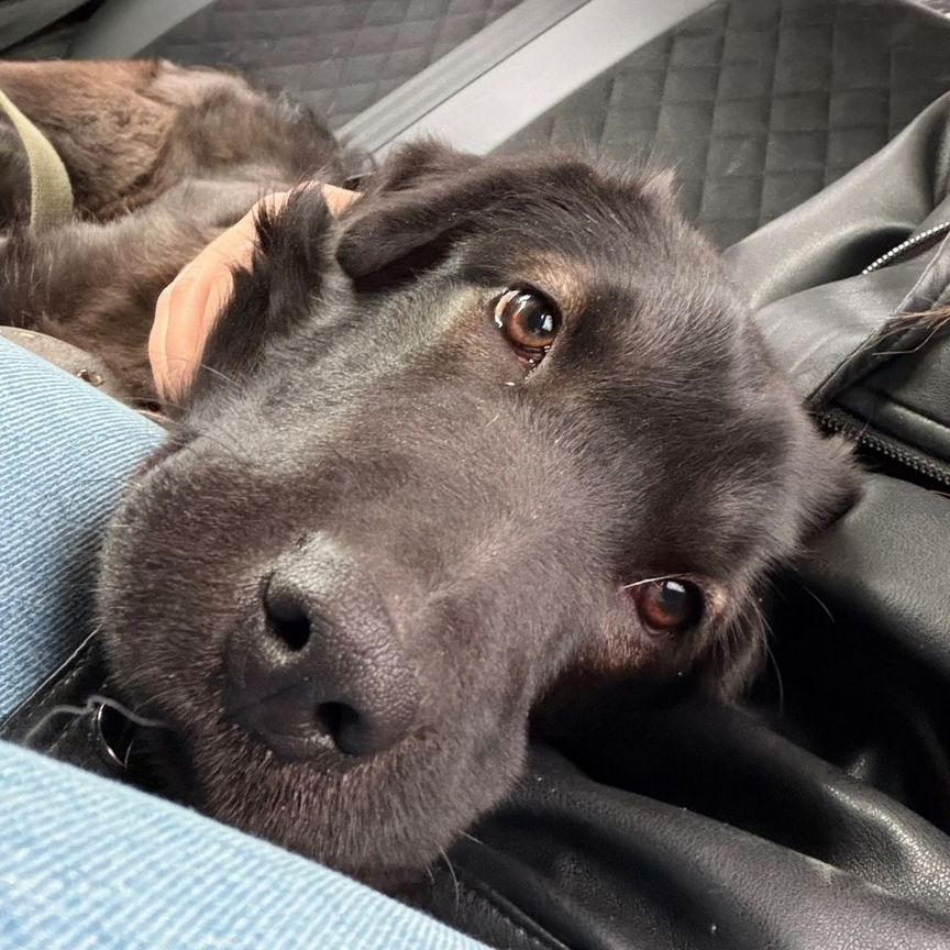 Щенок в добрые руки