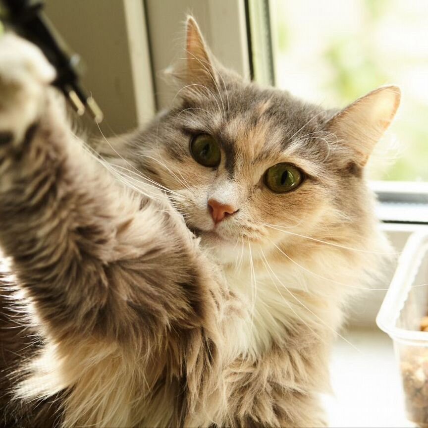 Кошечка Мелани