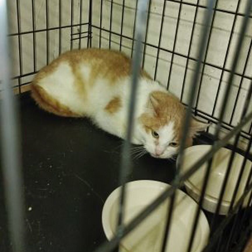 Взрослый кот в добрые руки