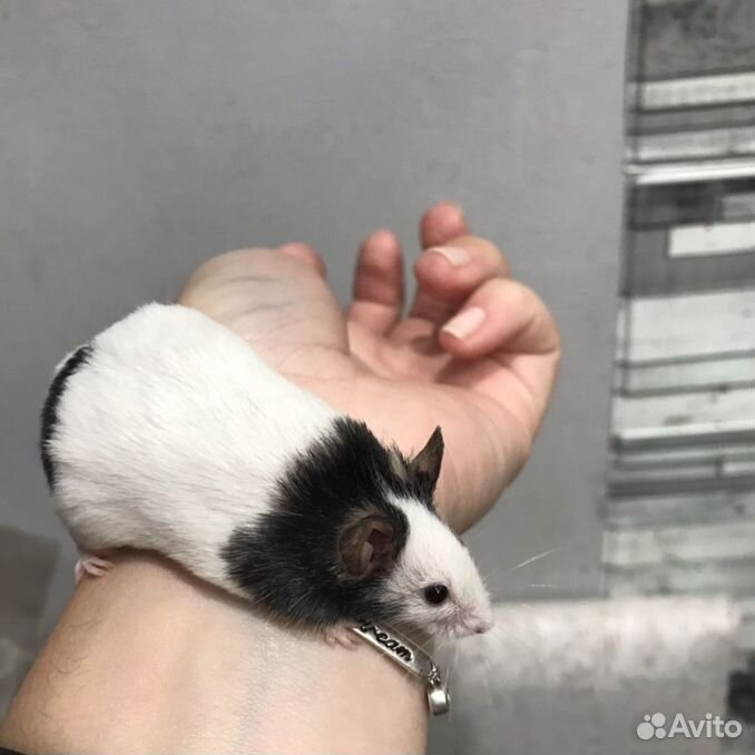 Мышь японская мальчик