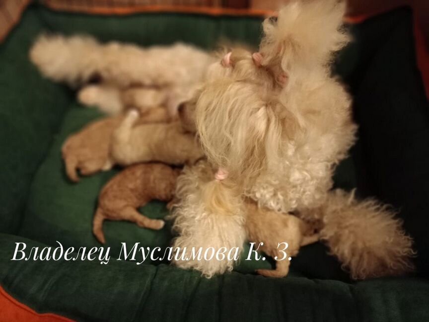 Щенки той пуделя