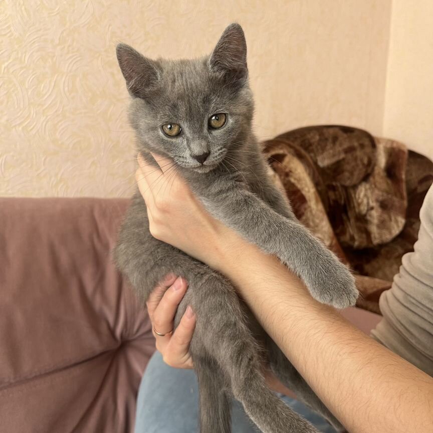 Породистые кошки британцы