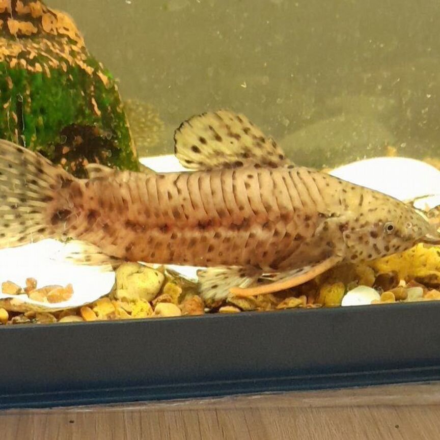 Аквариумные рыбки Сомик Таракатум