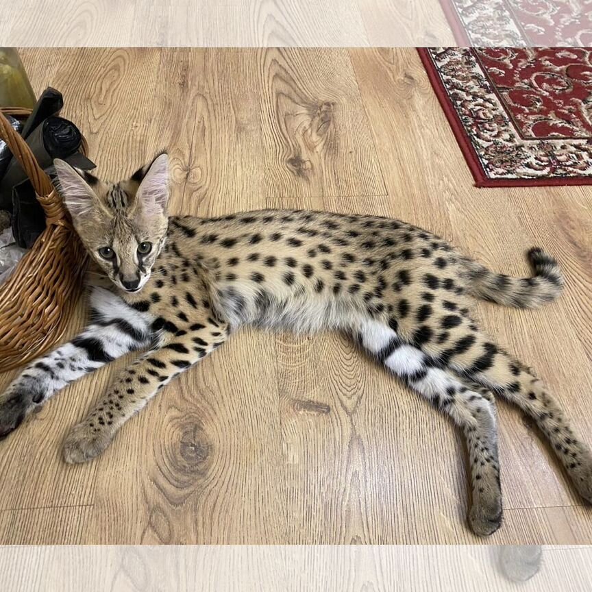 Саванна котёнок