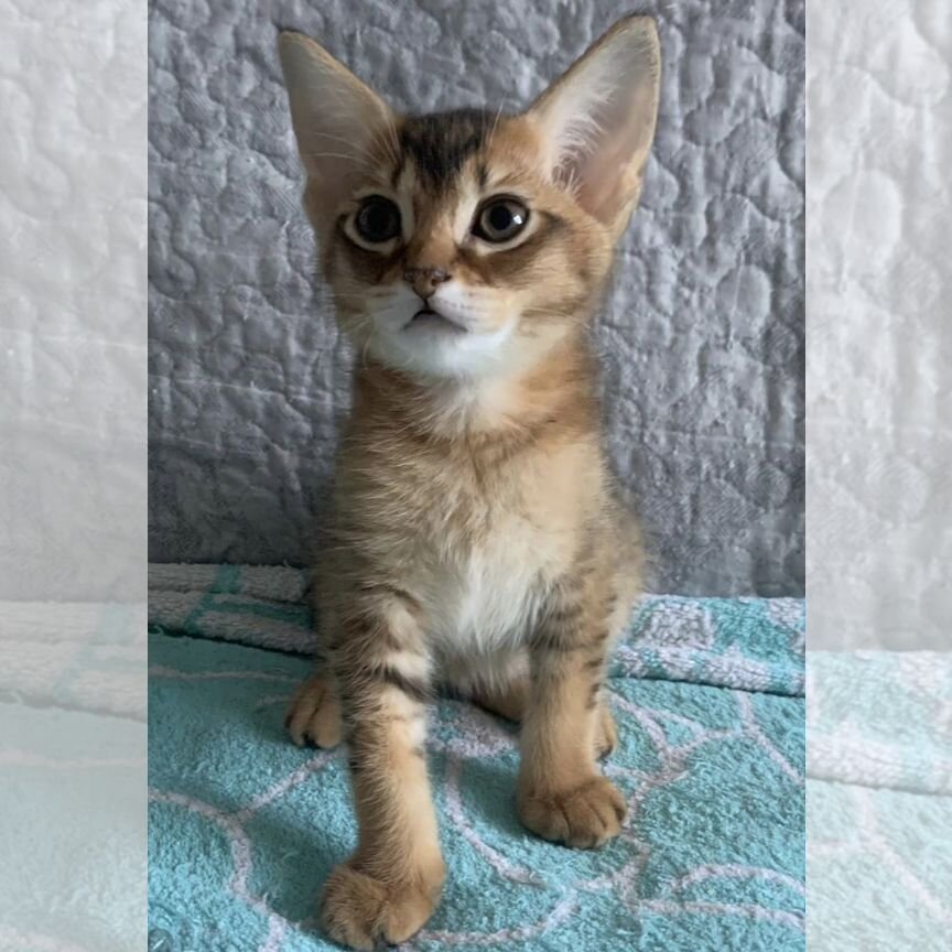 Котенок мальчик Чаузи 2 месяца дикий окрас