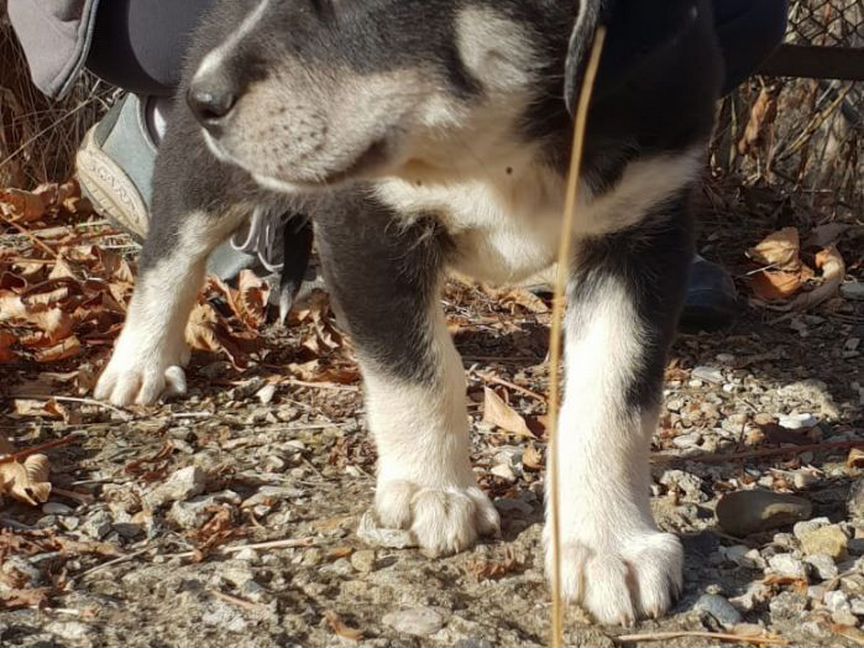 Девочка с последующей стерилизацией