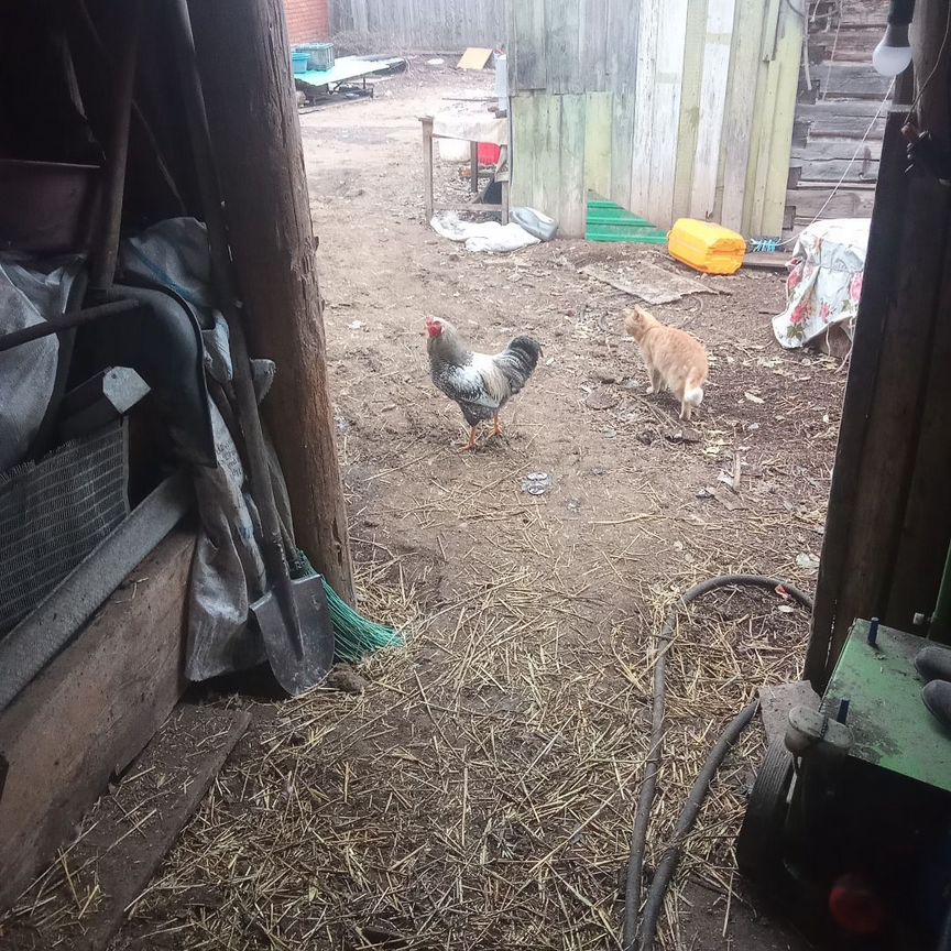 Куры петухи