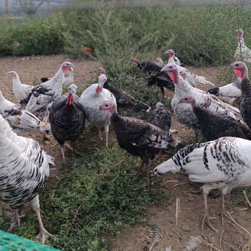 Индюки, индюшки