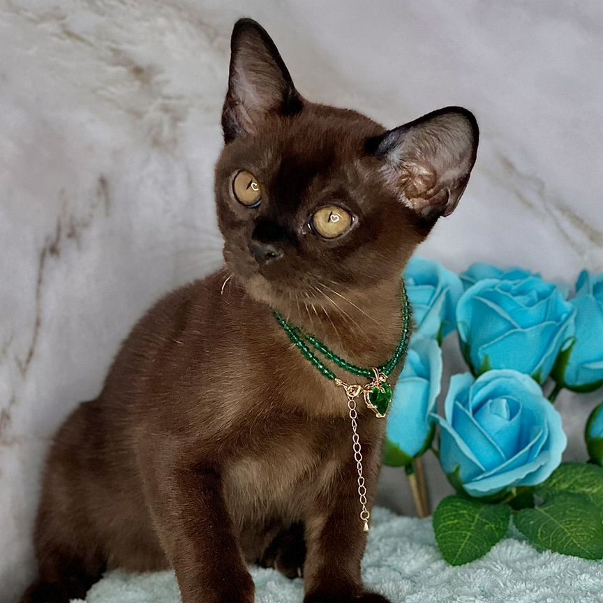 Соболиный мальчик Европейская бурма