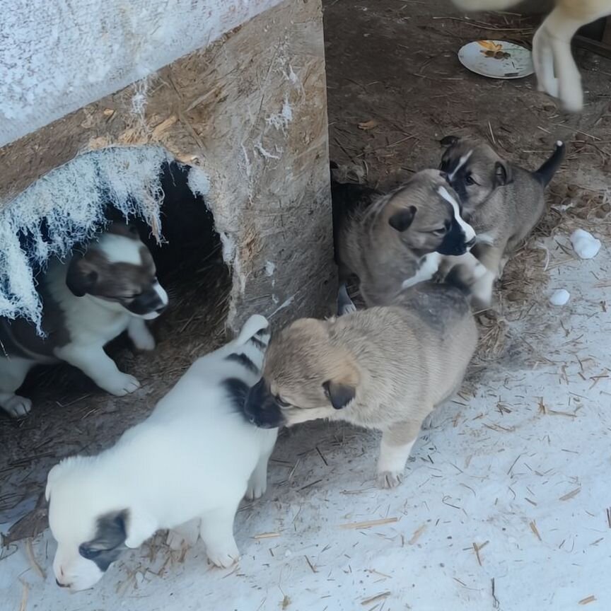 Лайка, щенок