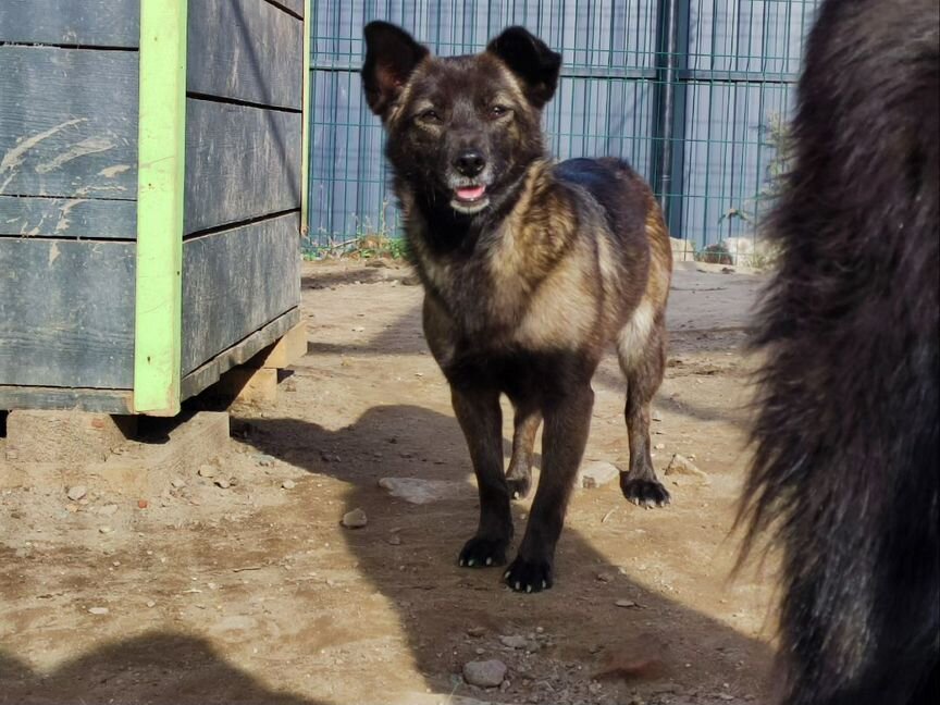 Маленькая собака в добрые руки