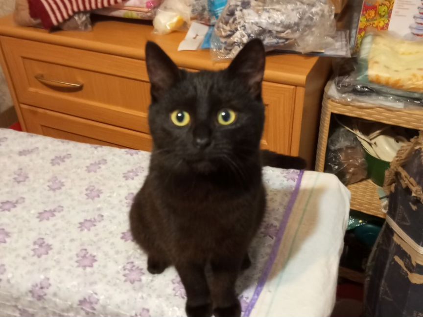 Кошка