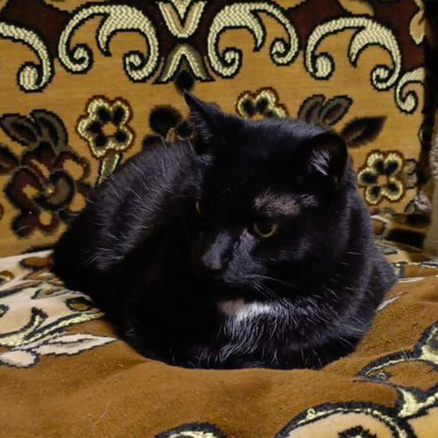 Взрослый кот в добрые руки