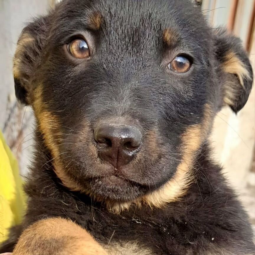 Бутуз Бостон щенок для охраны в добрые руки