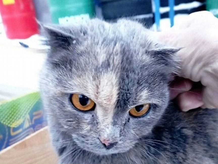 Кошка ищет дом