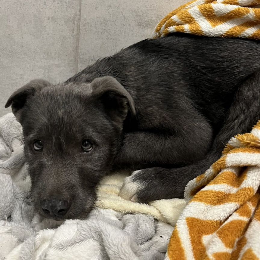 Щенок в добрые руки