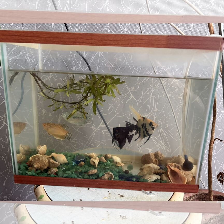 Продам аквариум с рыбами
