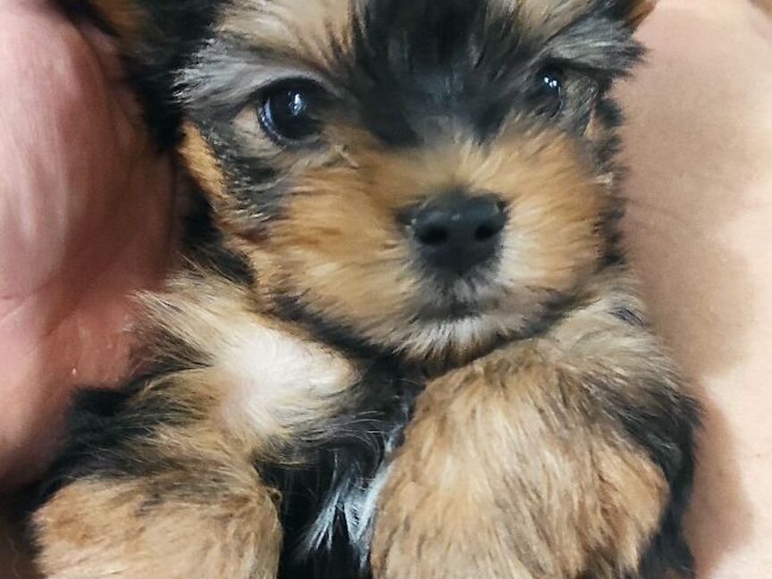 Йоркширский терьер щенки