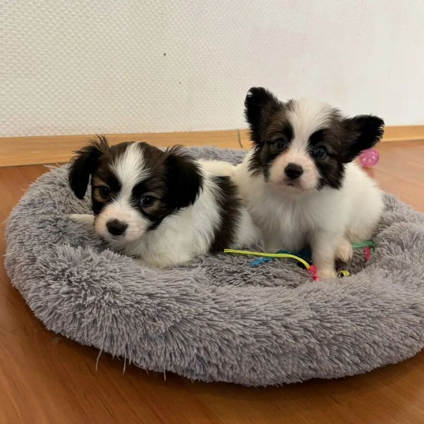 Континентальный той-спаниель папильон, щенок