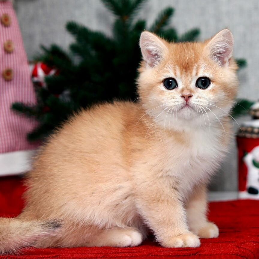 Британский короткошёрстный котёнок