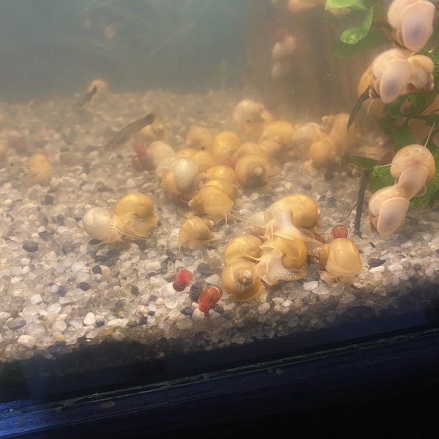 Улитки ампулярии