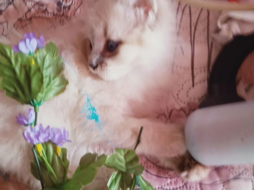 Жемчужные котята-девочки